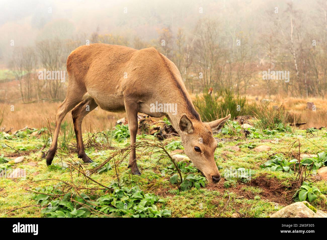 Scotland female red deer winter hi-res stock photography and images - Alamy