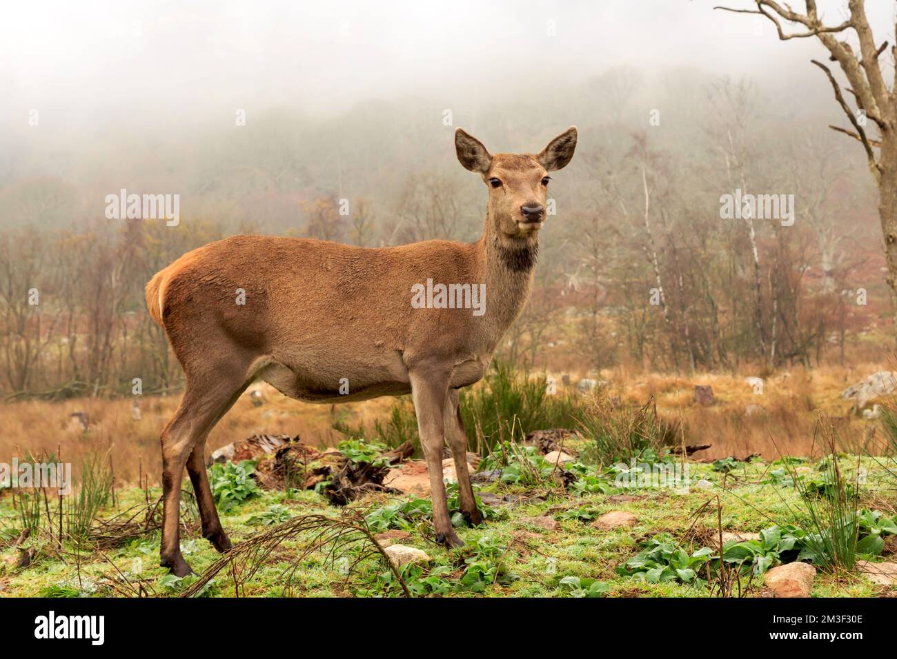 Beautiful female red deer hi-res stock photography and images - Alamy