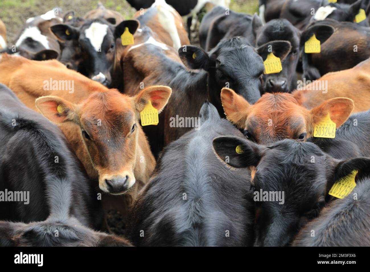 Cumbrian cattle hi-res stock photography and images - Alamy