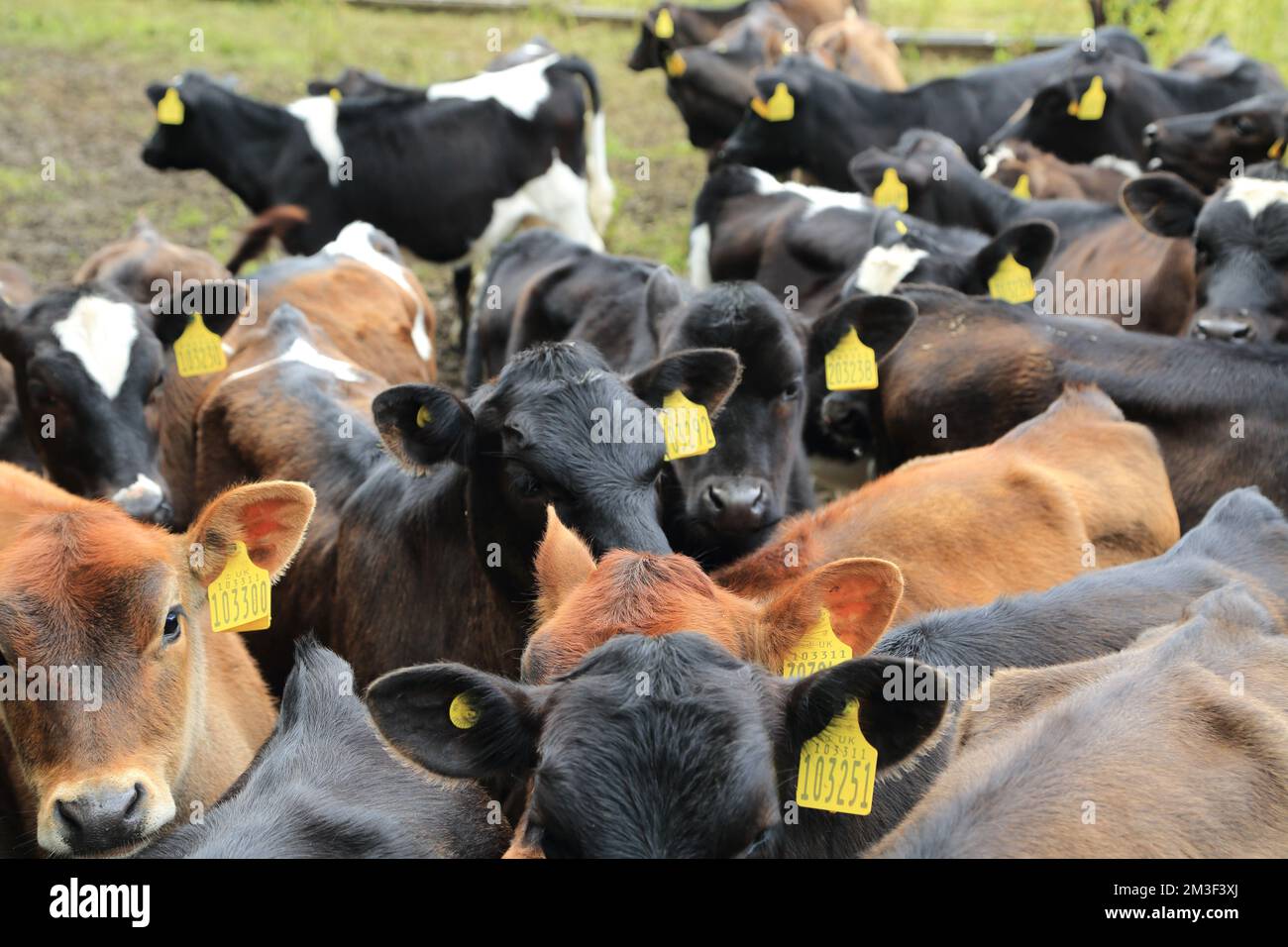 Herd of young cows (heffers) with ear tags in field at Red Hills Road ...