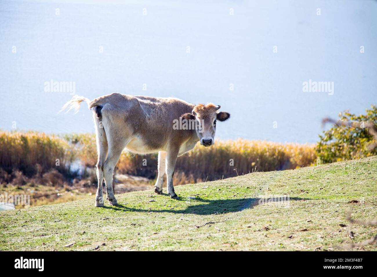Beige horned cow at green field. Lonely cattle in pasture looks ...