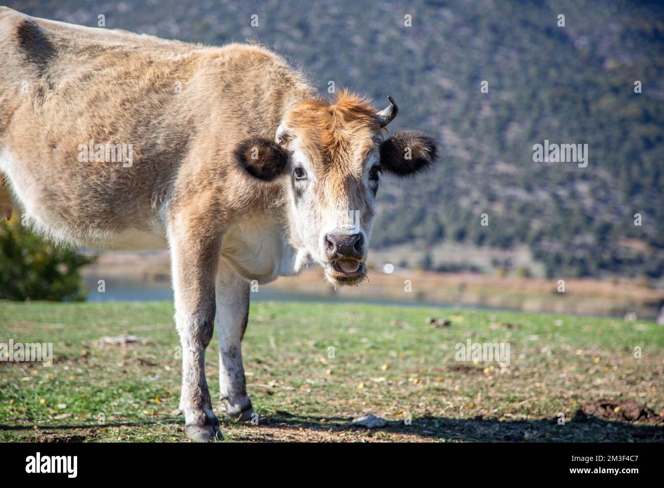 Beige horned cow at green field. Cattle in pasture looks at camera ...