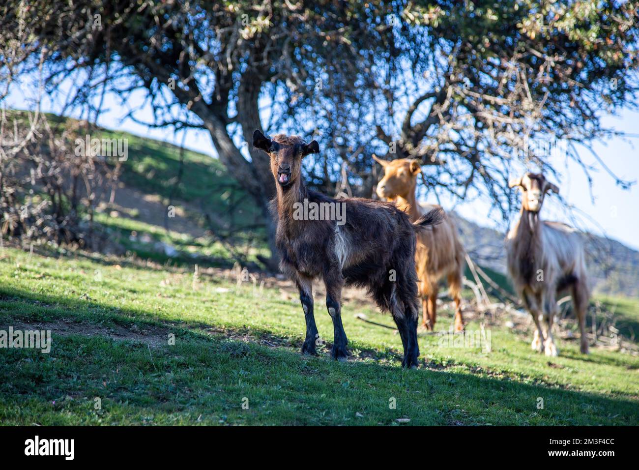 Herd of goat hi-res stock photography and images - Alamy