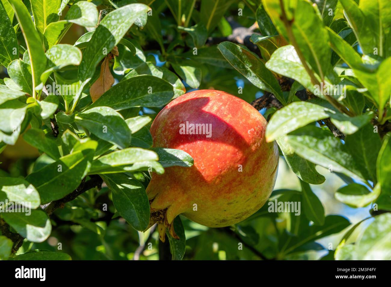 Pomegranate tree, punica granatum, rich nutrition food, vitamin ...