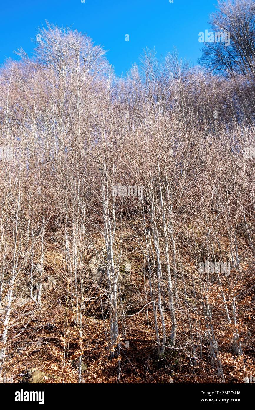 Beech leafless tree, deciduous plant, dry foliage fallen at ground ...