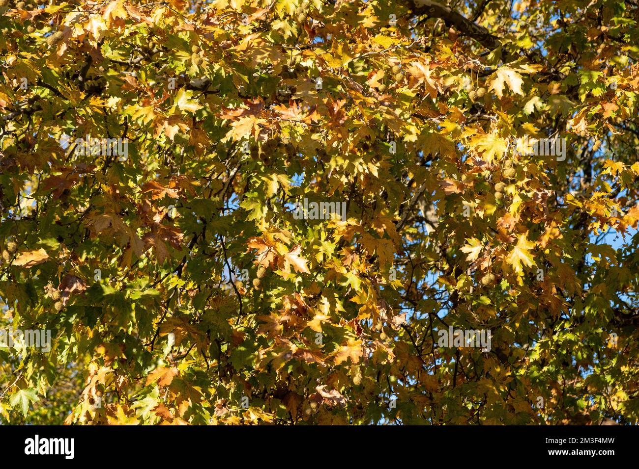 Plane single blade bright leaf. Maple deciduous tree with fresh green ...
