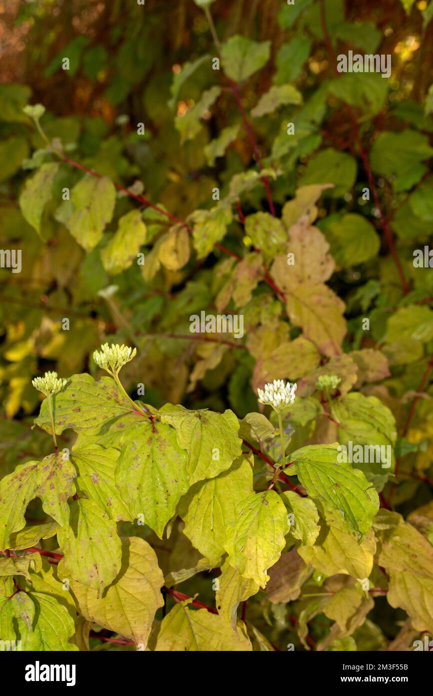 Natural close-up plant portrait of Cornus sanguinea 'Magic Flame ...