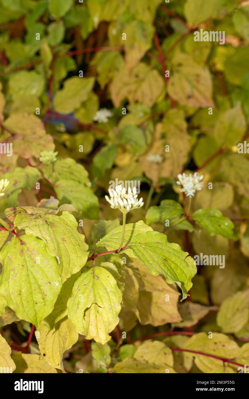 Natural close-up plant portrait of Cornus sanguinea 'Magic Flame ...