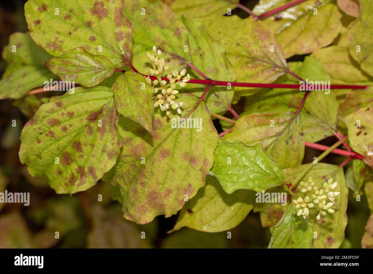 Natural close-up plant portrait of Cornus sanguinea 'Magic Flame ...