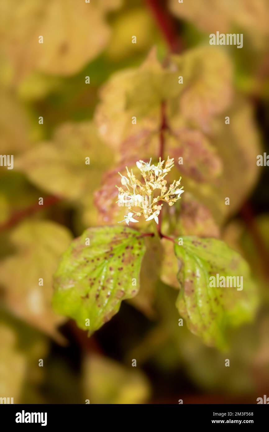 Natural close-up plant portrait of Cornus sanguinea 'Magic Flame ...