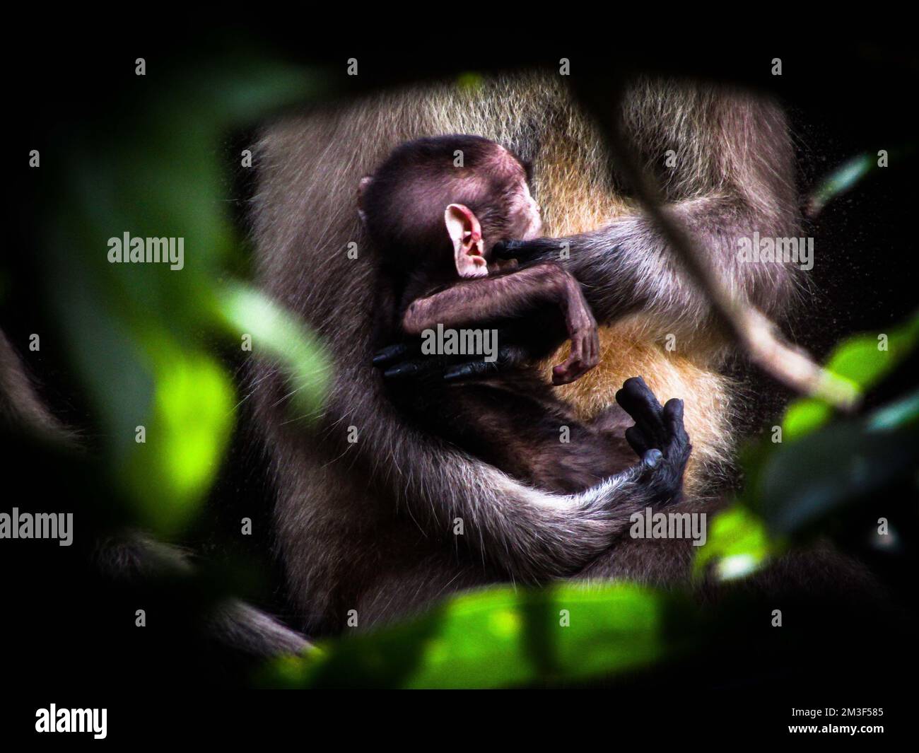 A baby monkey sleeping in its mother's emrace Stock Photo - Alamy