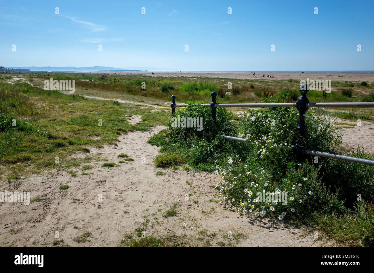Vegetation of sandy beaches hi-res stock photography and images - Alamy
