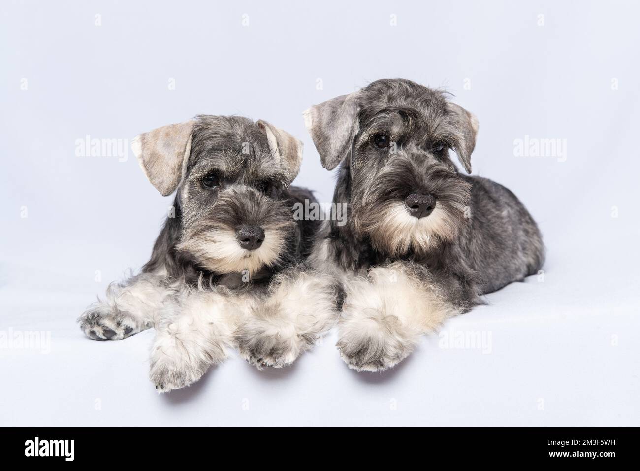 Two white and gray miniature schnauzer dogs sit side by side on a light ...