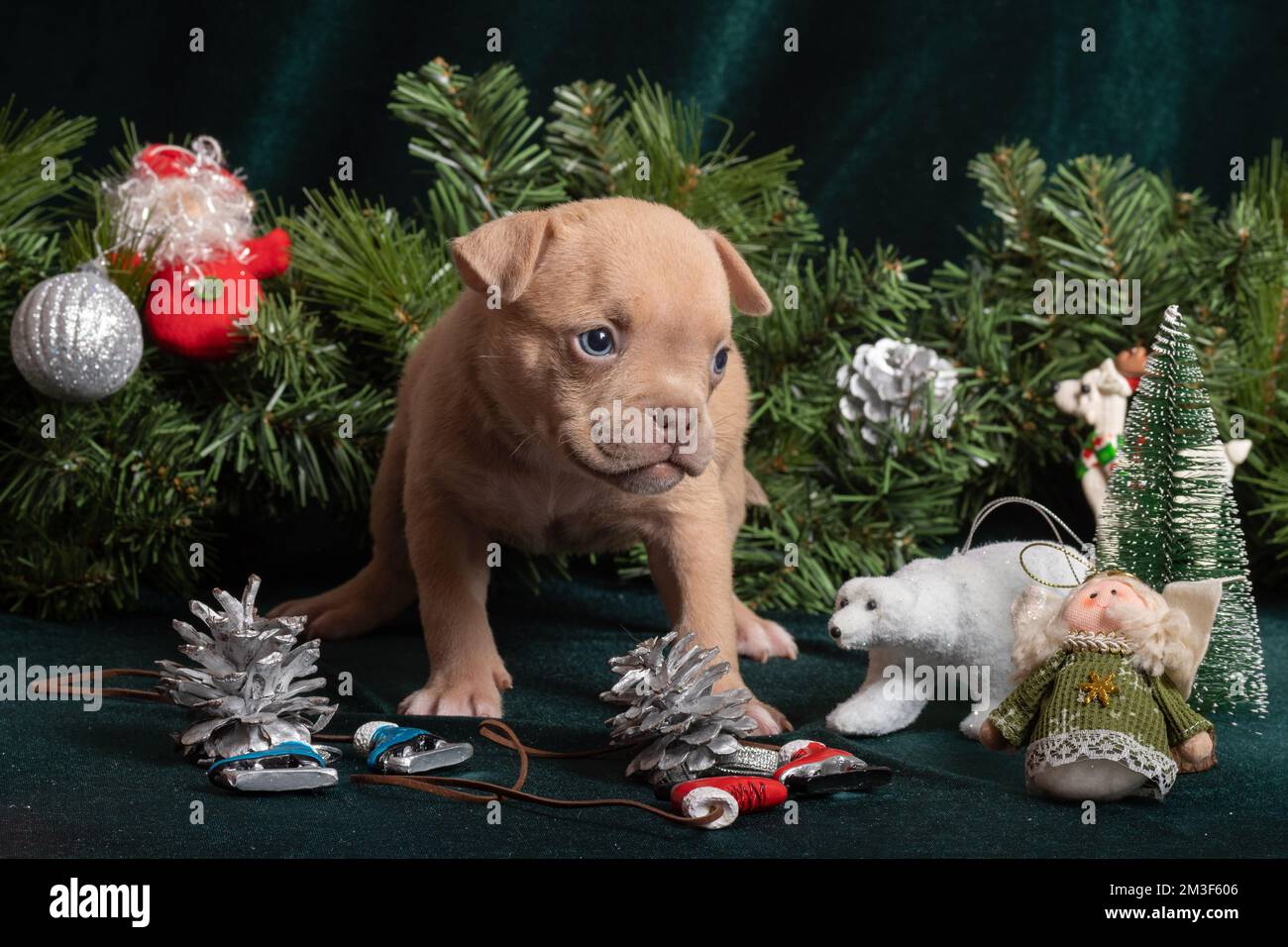 Bully Dog Christmas Wallpaper