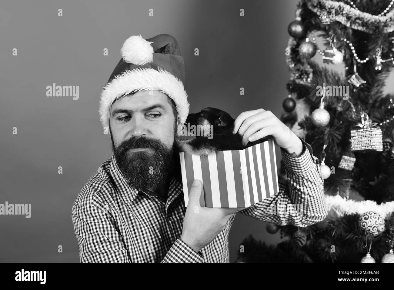 Man plays with puppy. Guy with tricky face Stock Photo - Alamy