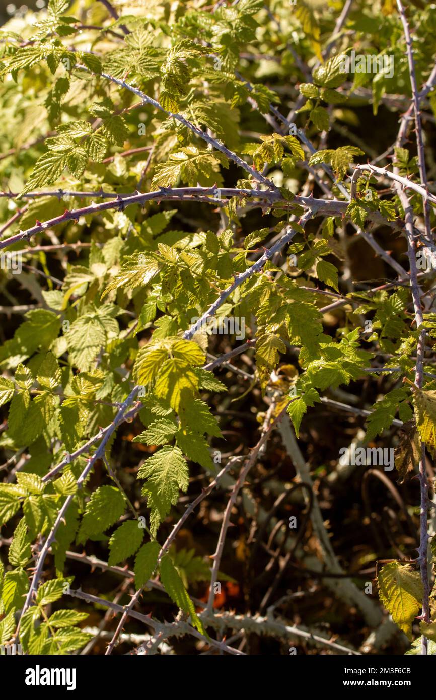 Close up nature plant patterns of Rubus cockburnianus ‘Wyego’, Rubus ...