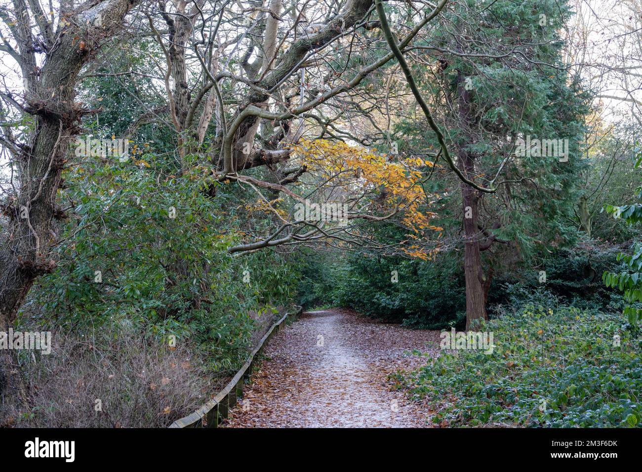 Icy weather conditions in winter in Jesmond Dene, a public park in ...
