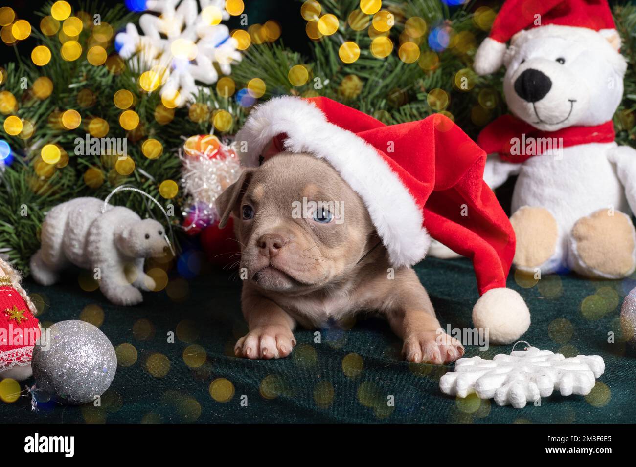 Little cute curious brown puppy American bully wearing santa hat next ...