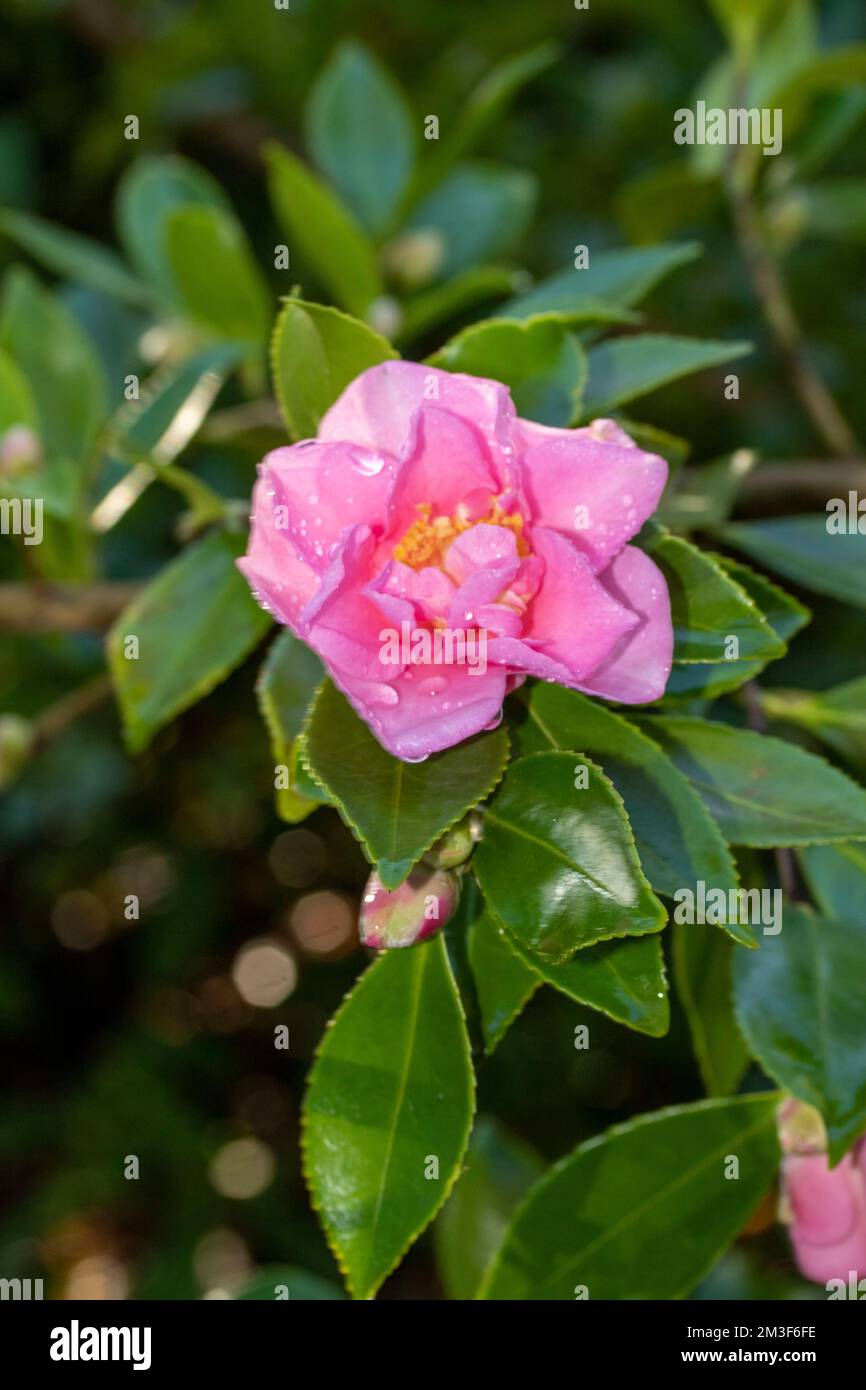 Camellia sasanqua container hi-res stock photography and images - Alamy