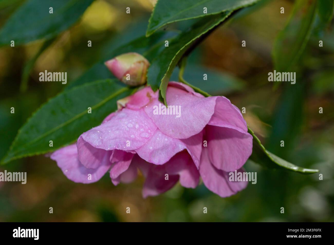 Camellia sasanqua container hi-res stock photography and images - Alamy