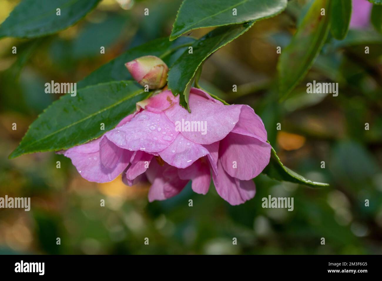 Camellia sasanqua container hi-res stock photography and images - Alamy
