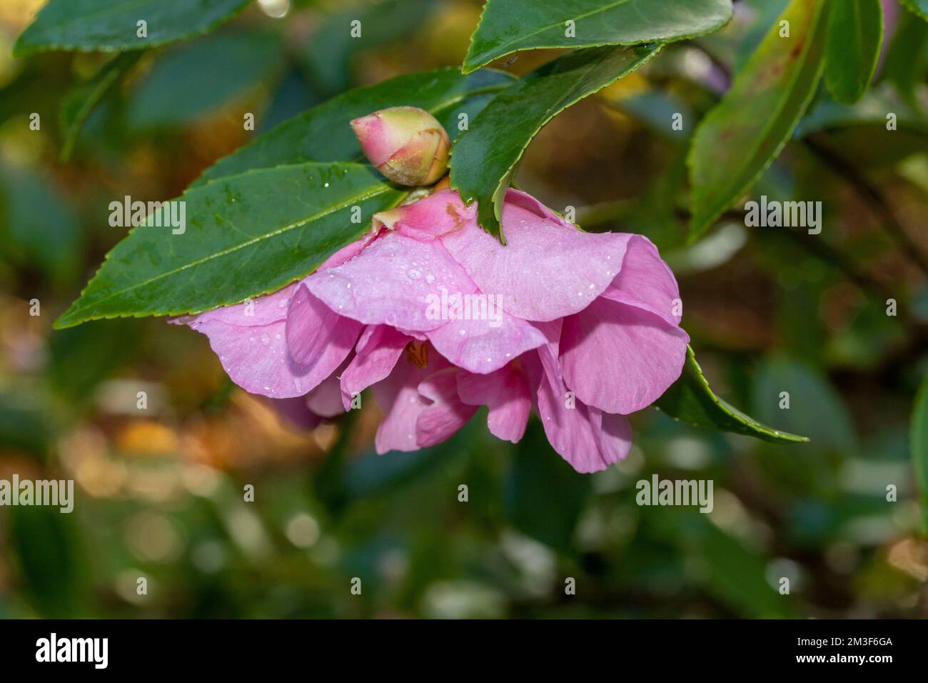 Camellia sasanqua container hi-res stock photography and images - Alamy