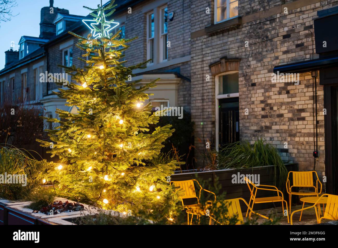 A golden lit Christmas tree outside in winter late afternoon in the ...
