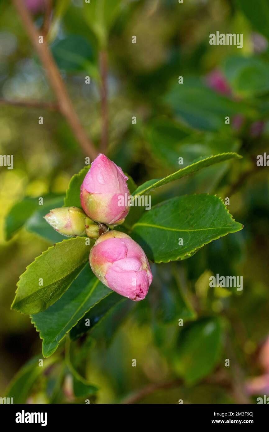 Camellia sasanqua container hi-res stock photography and images - Alamy