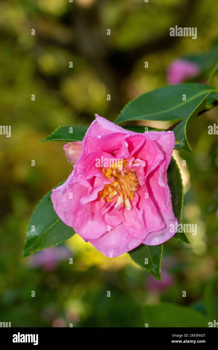 Camellia sasanqua container hi-res stock photography and images - Alamy