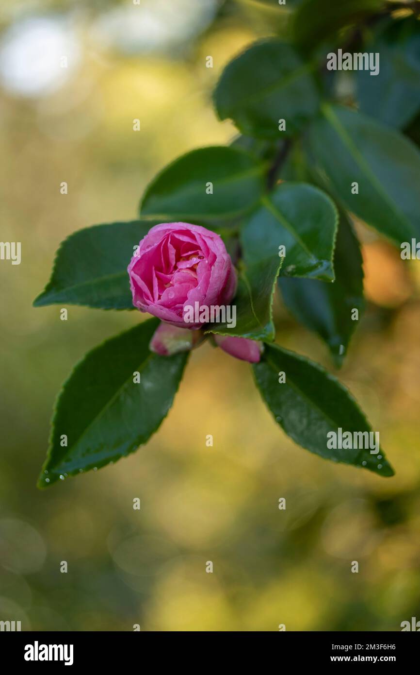 Camellia sasanqua container hi-res stock photography and images - Alamy