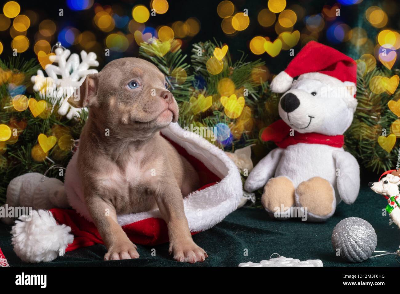 Little cute curious brown American Bully puppy in Santa's hat next to a ...