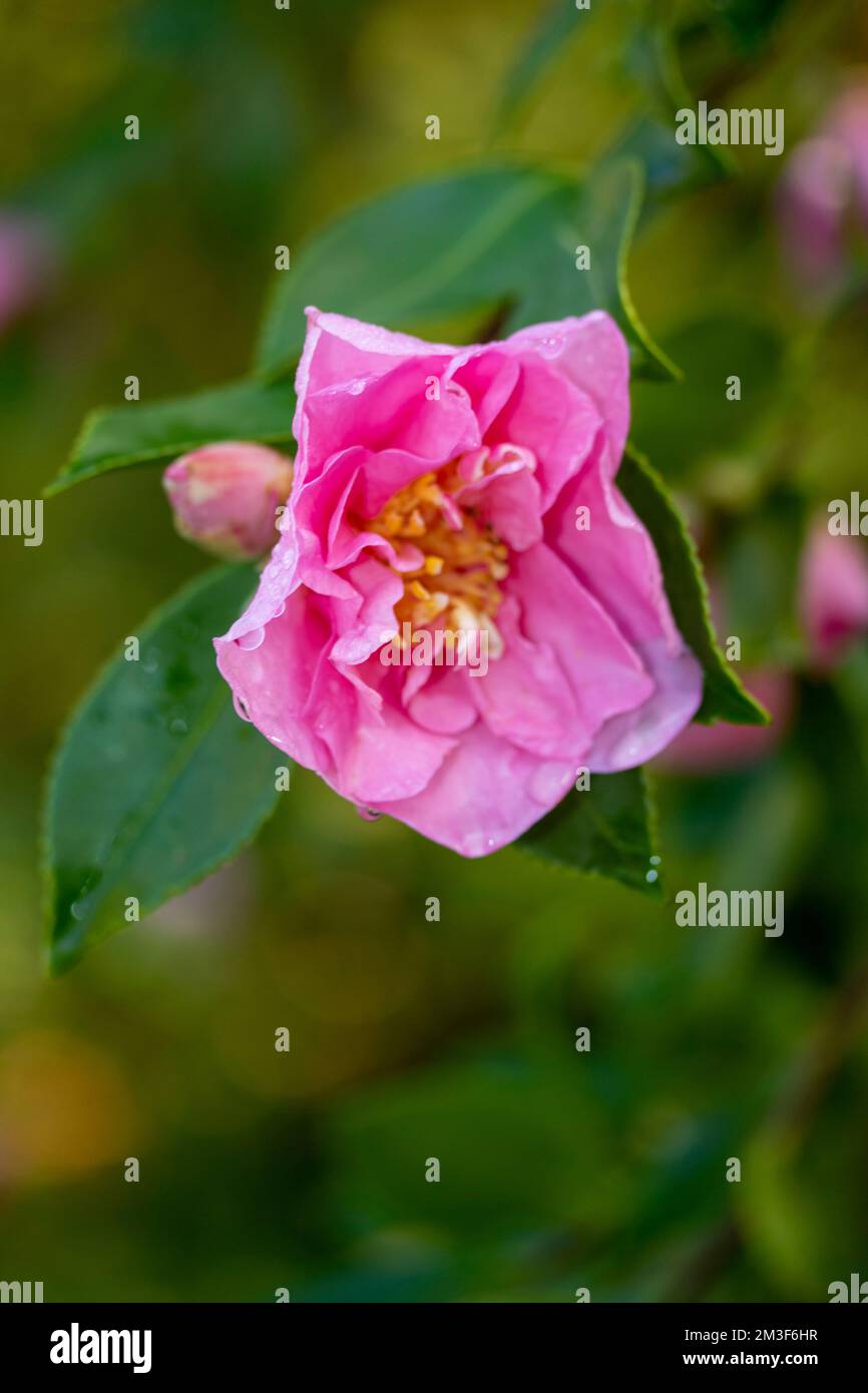 Camellia sasanqua container hi-res stock photography and images - Alamy