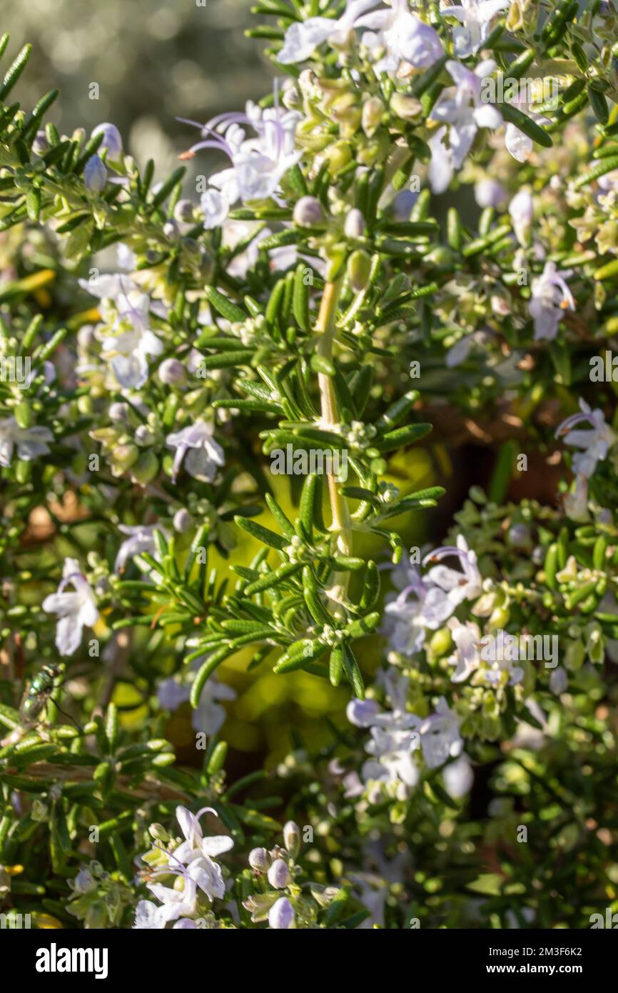 Close up natural plant / flower portrait of Rosmarinus officinalis ...