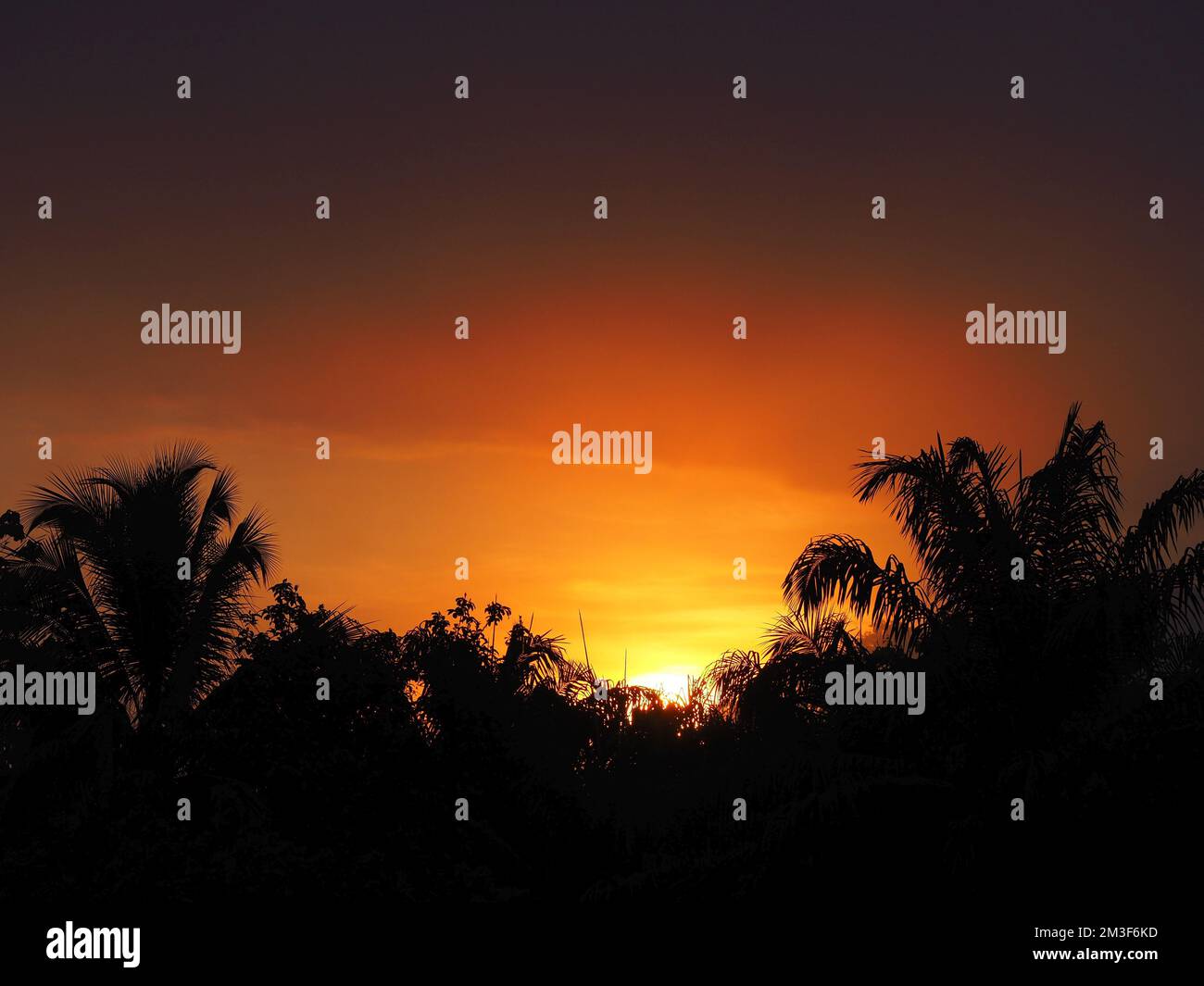 Jungle sunrise hi-res stock photography and images - Alamy