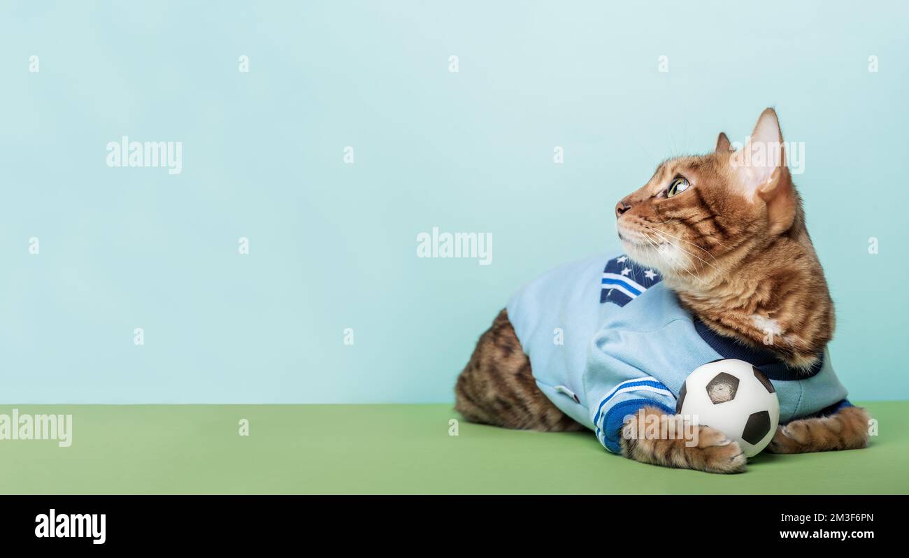 A red cat lies with a ball on a blue-green background. Funny cat is a ...
