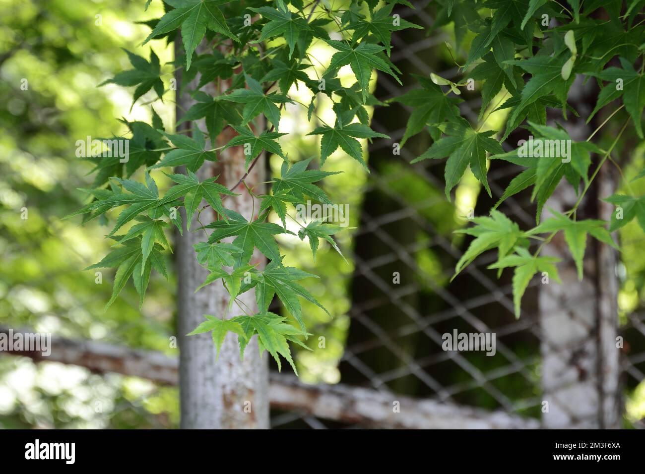 Many blossom leaves hi-res stock photography and images - Alamy