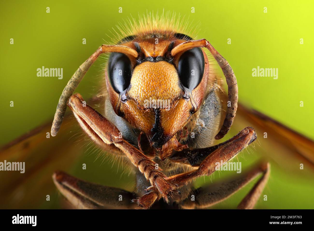 head of a hornet with antennae on a green background Stock Photo - Alamy