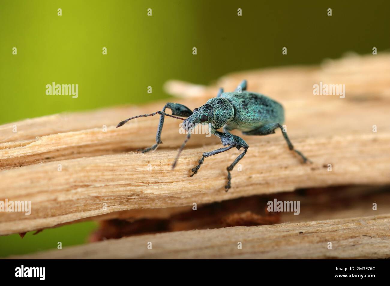 insect on a birch tree and green background Stock Photo - Alamy
