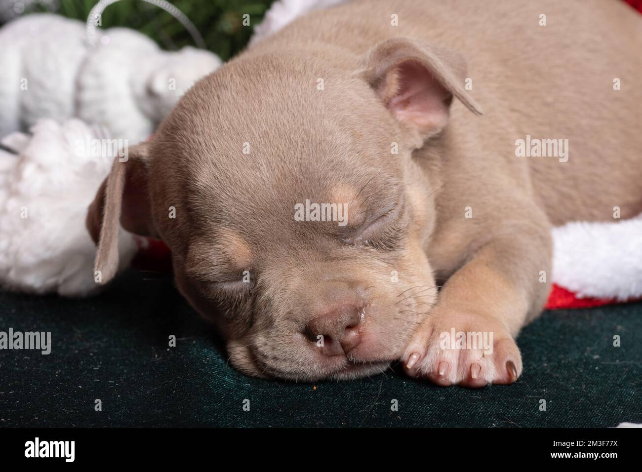 Sleeping little cute American Bully puppy in a Santa hat next to a ...