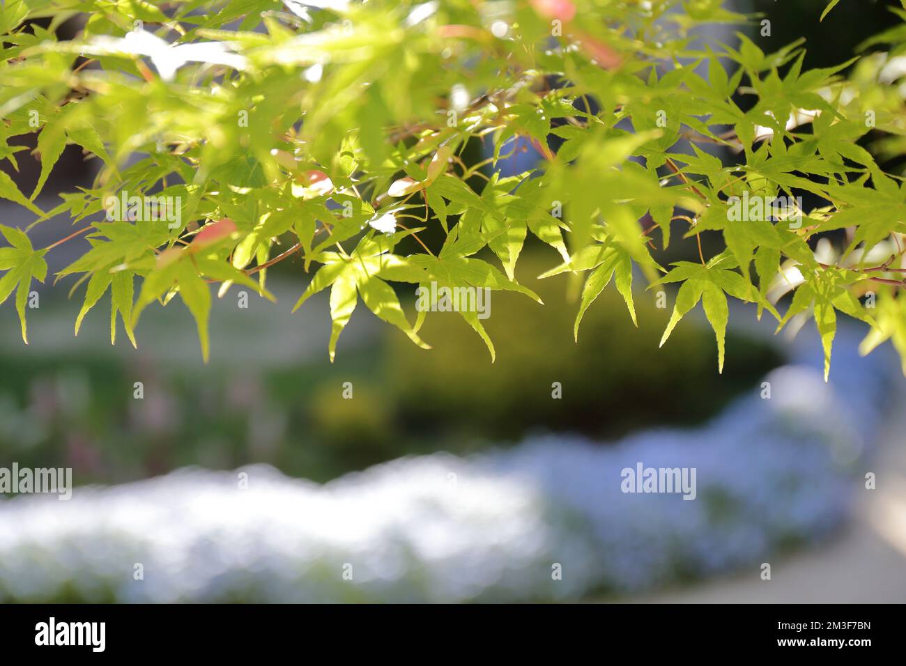 Many green leafy plants hi-res stock photography and images - Alamy