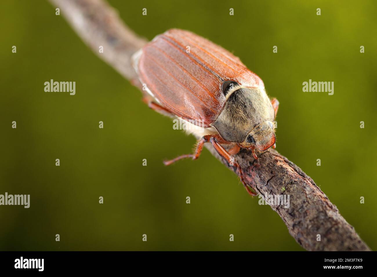 May beetle on a stick and green background Stock Photo - Alamy