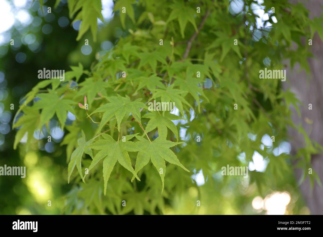 Many green leafy plants hi-res stock photography and images - Alamy