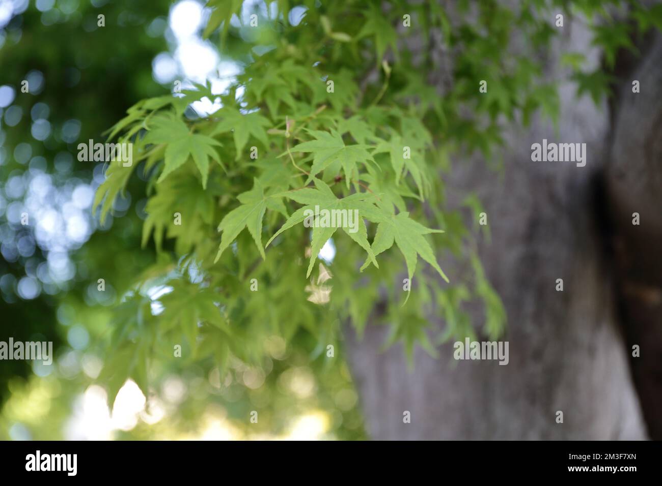 Many green maple leaves hi-res stock photography and images - Alamy