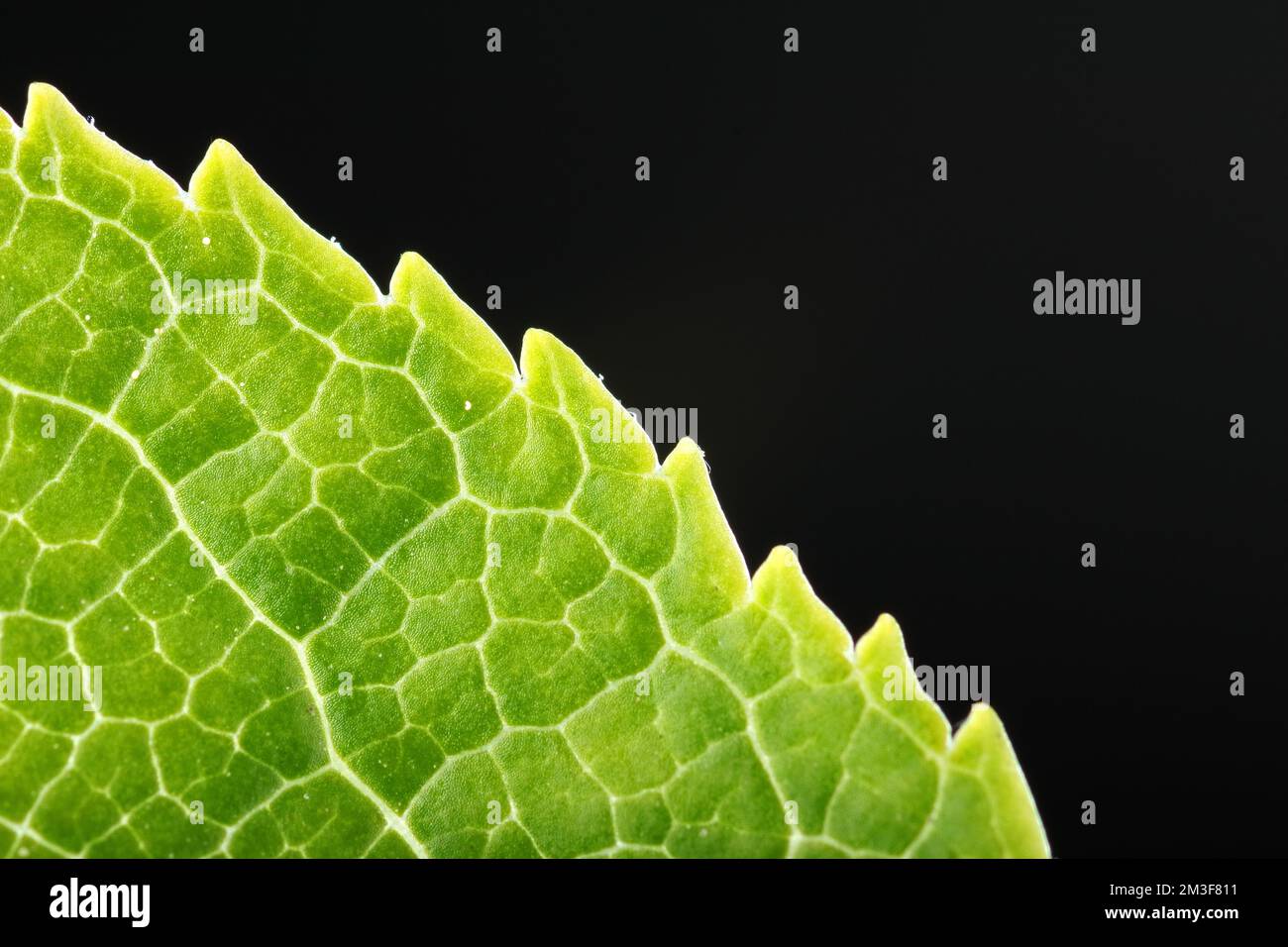 highlighted leaf edge on black background Stock Photo - Alamy
