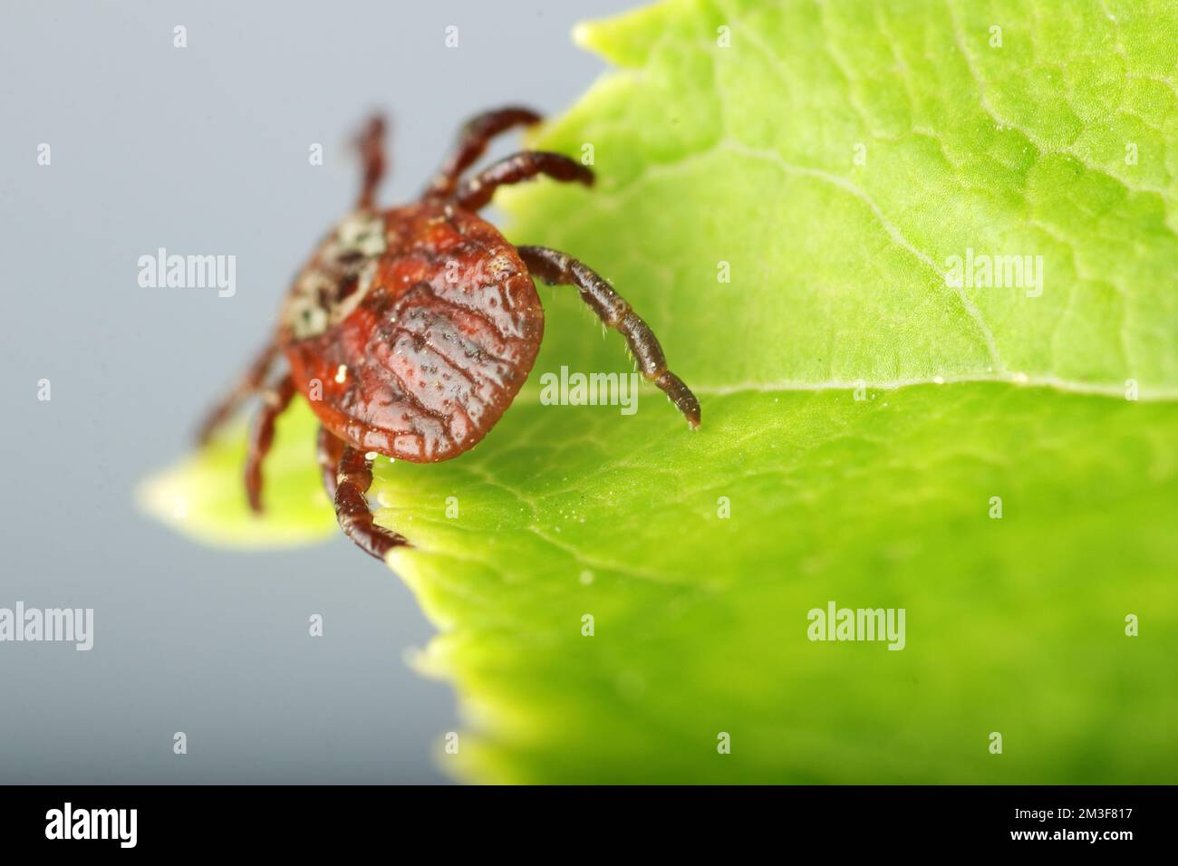 abdomen of a tick on a leaf and a gray background Stock Photo - Alamy
