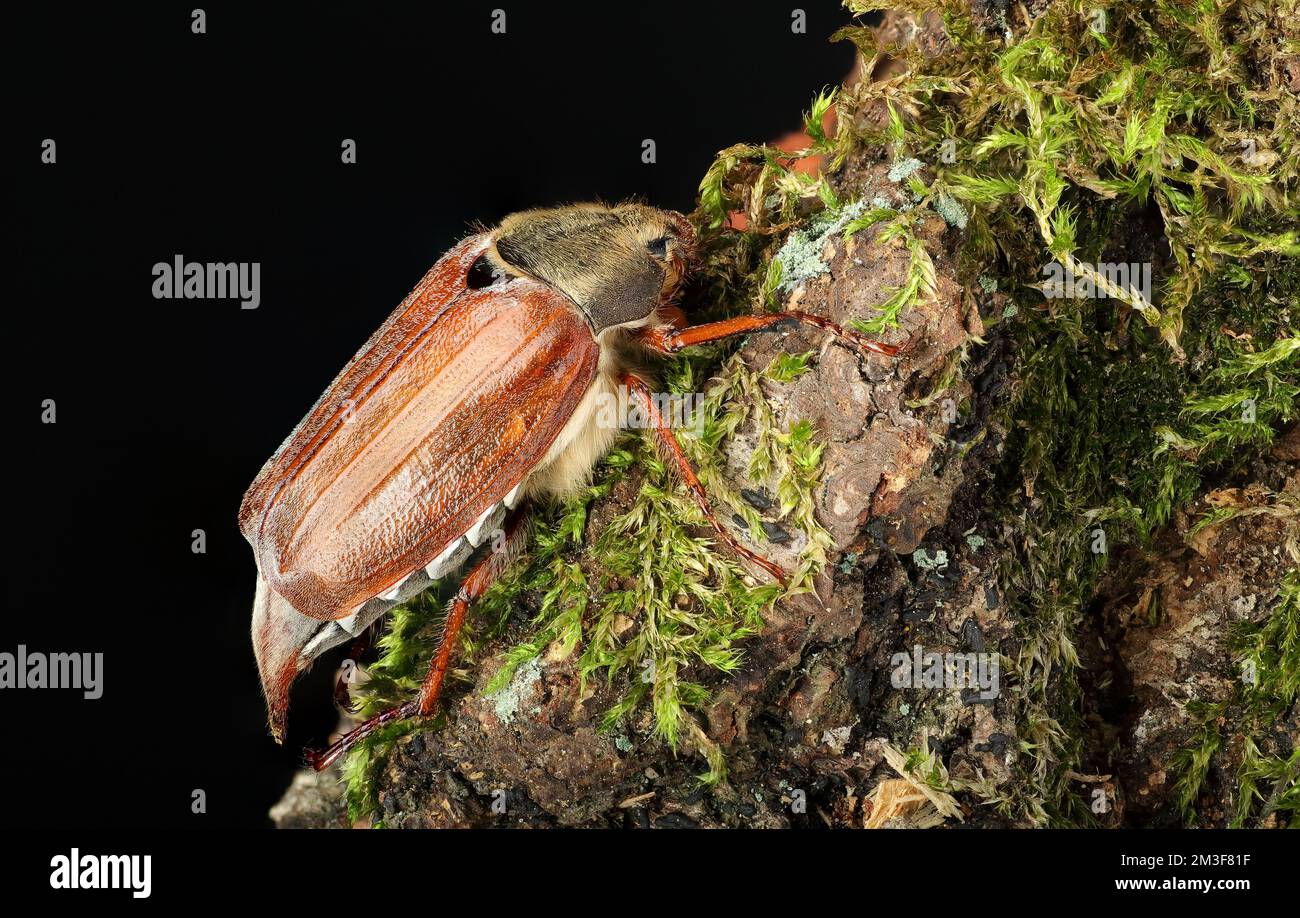 May beetle on bark with moss and black background Stock Photo - Alamy