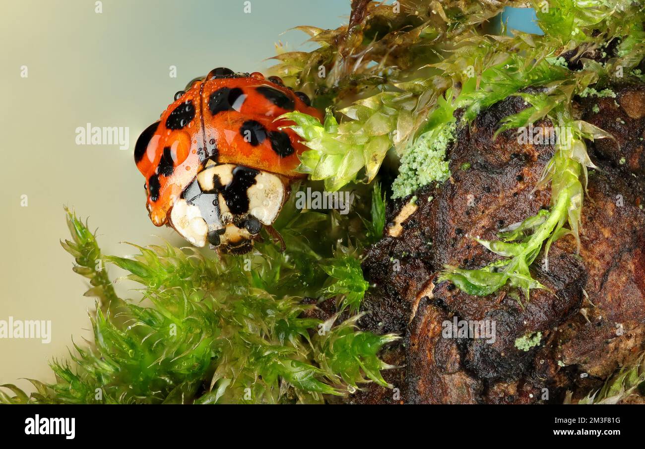 red ladybug on the tree bark and light background Stock Photo - Alamy