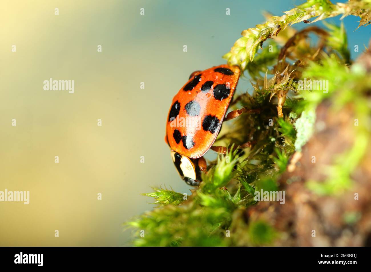 red ladybug on the tree bark and light background Stock Photo - Alamy