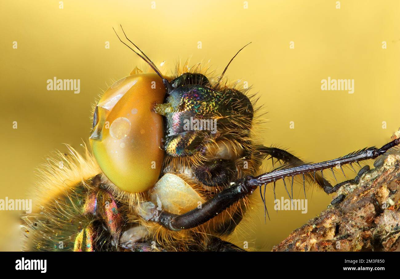 dragonfly after molting on a light background Stock Photo - Alamy