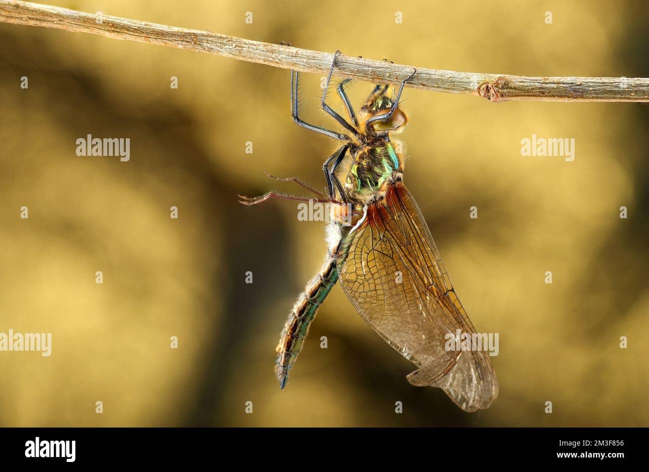 Wilinka hi-res stock photography and images - Alamy